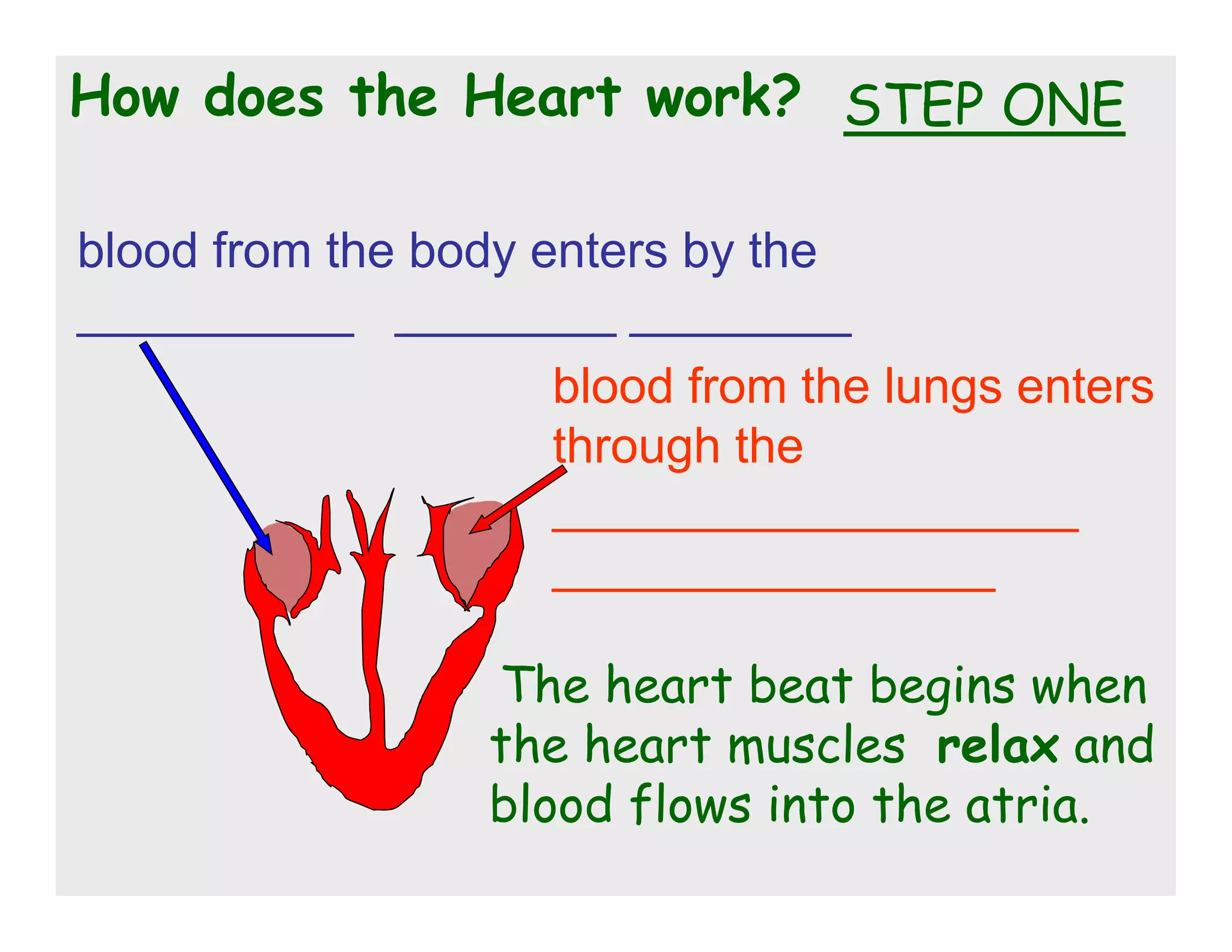 Circulatory System cp | PDF