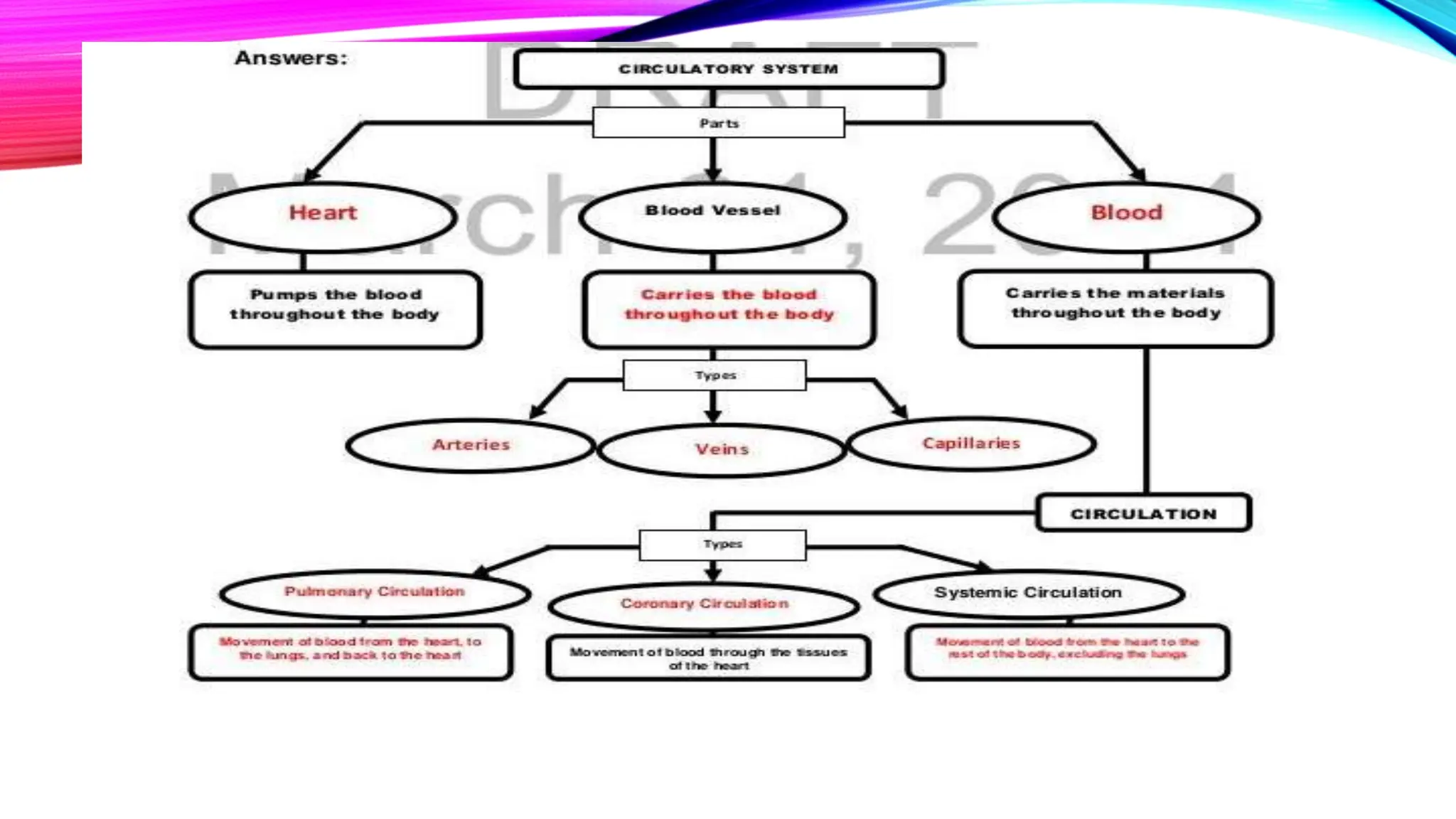 CIRCULATORY SYSTEM POWERPOINT PRESENTATION FOR GRADE 9 | PPTX
