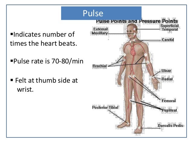 Circulatory system diploma