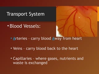 Circulatory System for 12M Science (Short Presentation) | PPT