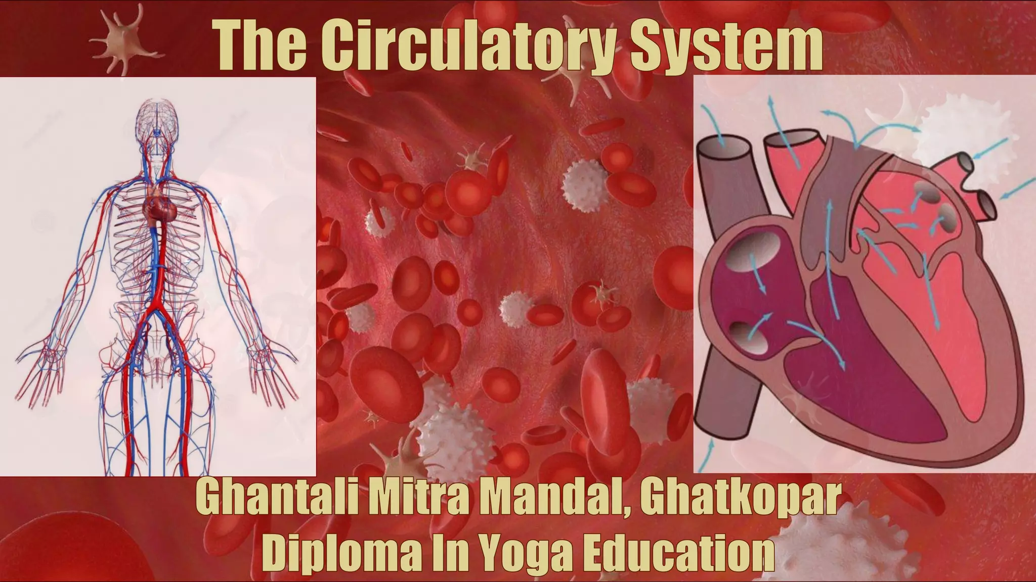Circulatory system | PDF