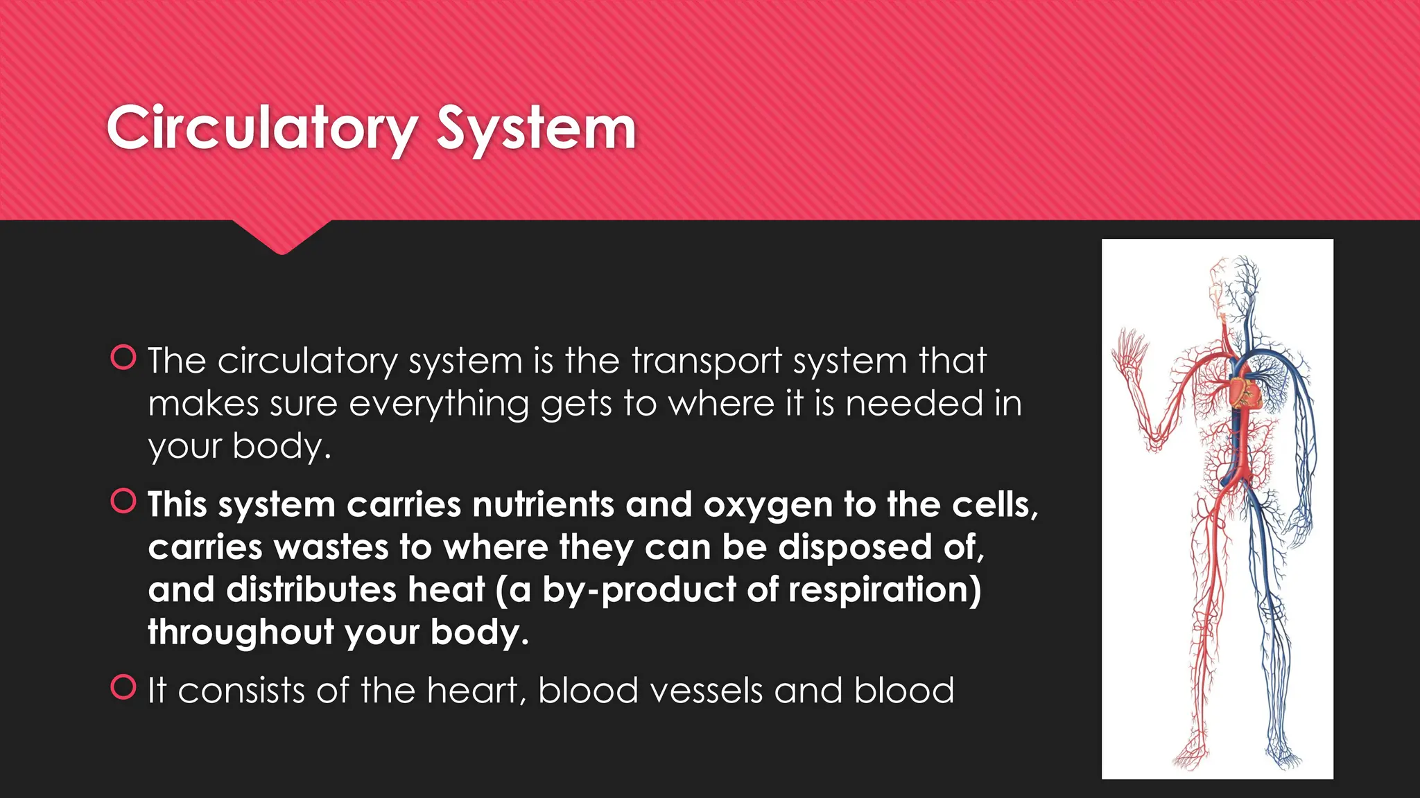 Circulatory System for grade 8 students.pptx