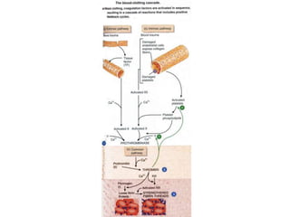 Circulatory System for nurses 02.ppt