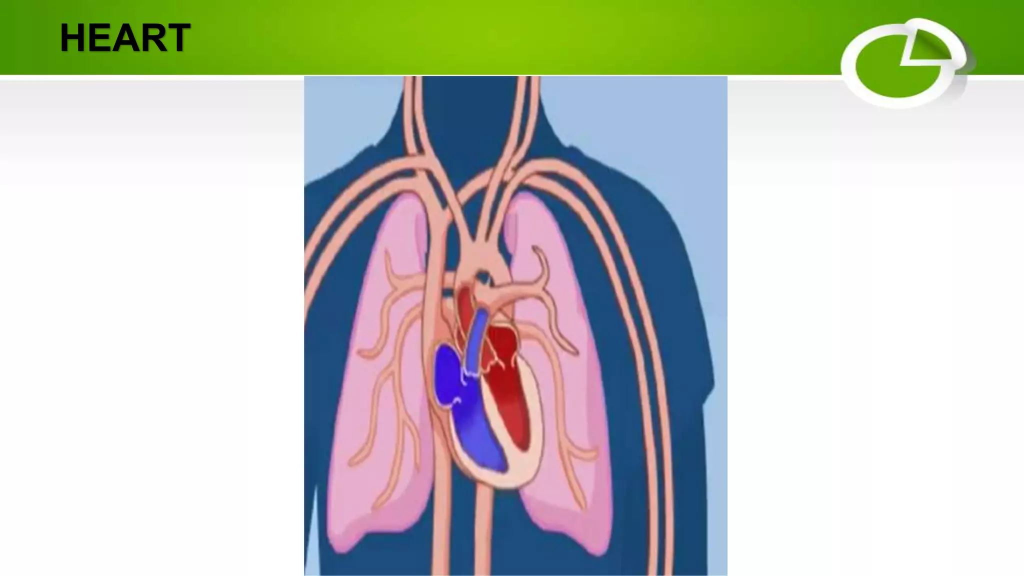 Jayrick's PPT for Circulatory System (heart)-PART I | PPTX