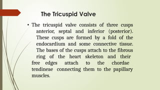 Circulatory system (Anatomy and Physiology of Heart).pptx