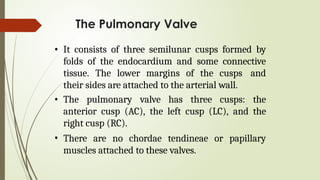 Circulatory system (Anatomy and Physiology of Heart).pptx