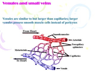 Circulatory system histology | PPTX