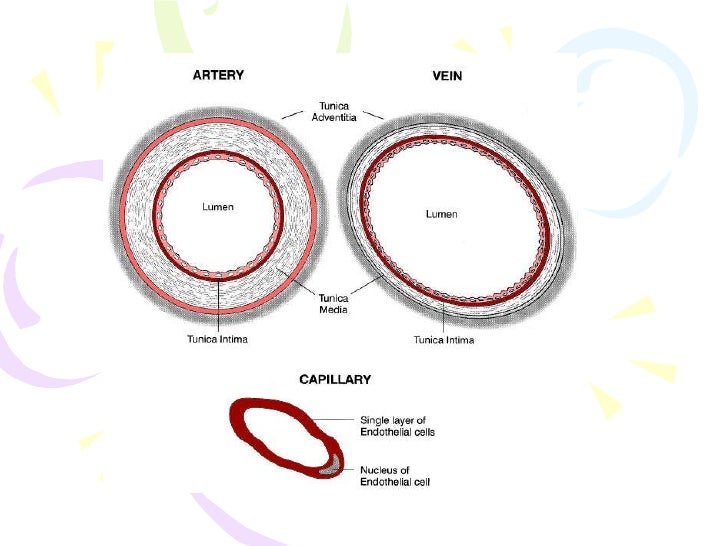 Circulatory system histology