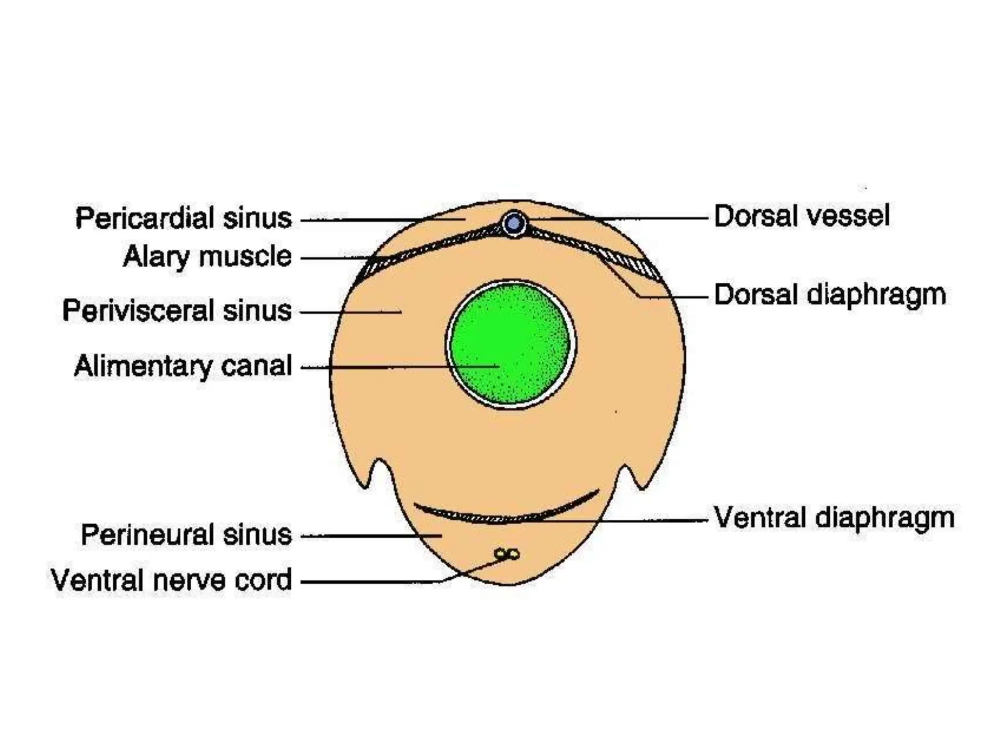 circulatorysystemininsects- PPT.pptx entomology | PPTX