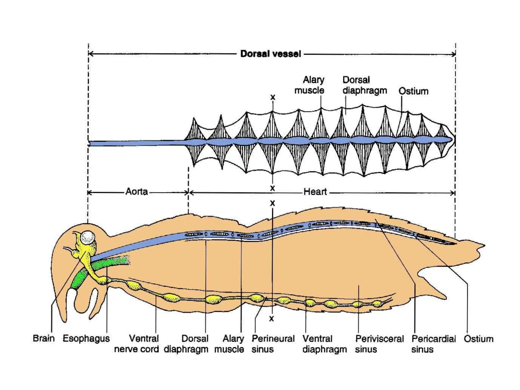 circulatorysystemininsects- PPT.pptx entomology | PPTX