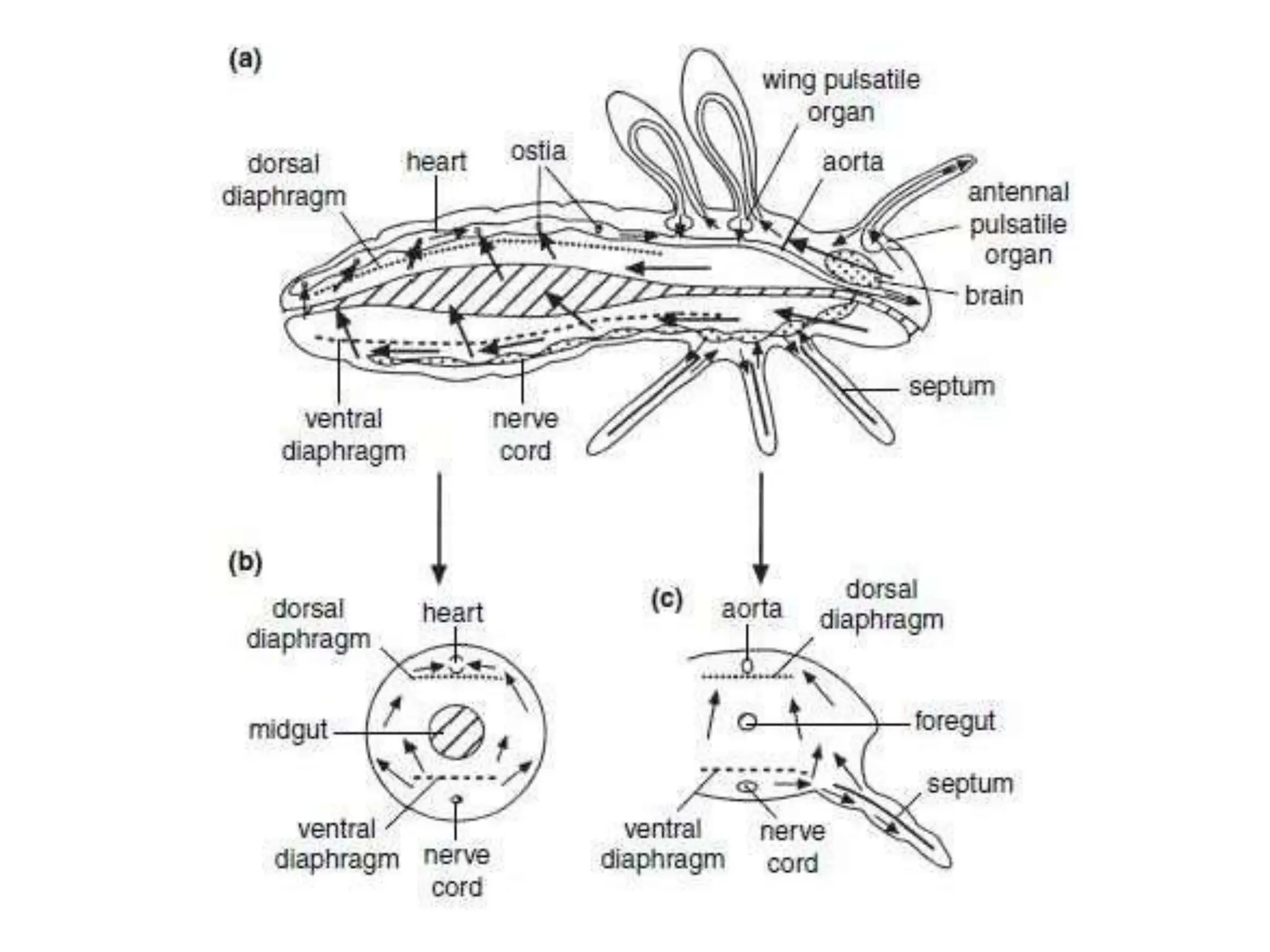 circulatorysystemininsects- PPT.pptx entomology | PPTX