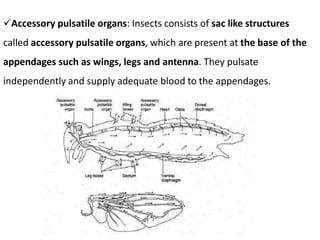 circulatorysystemininsects- PPT.pptx entomology | PPTX