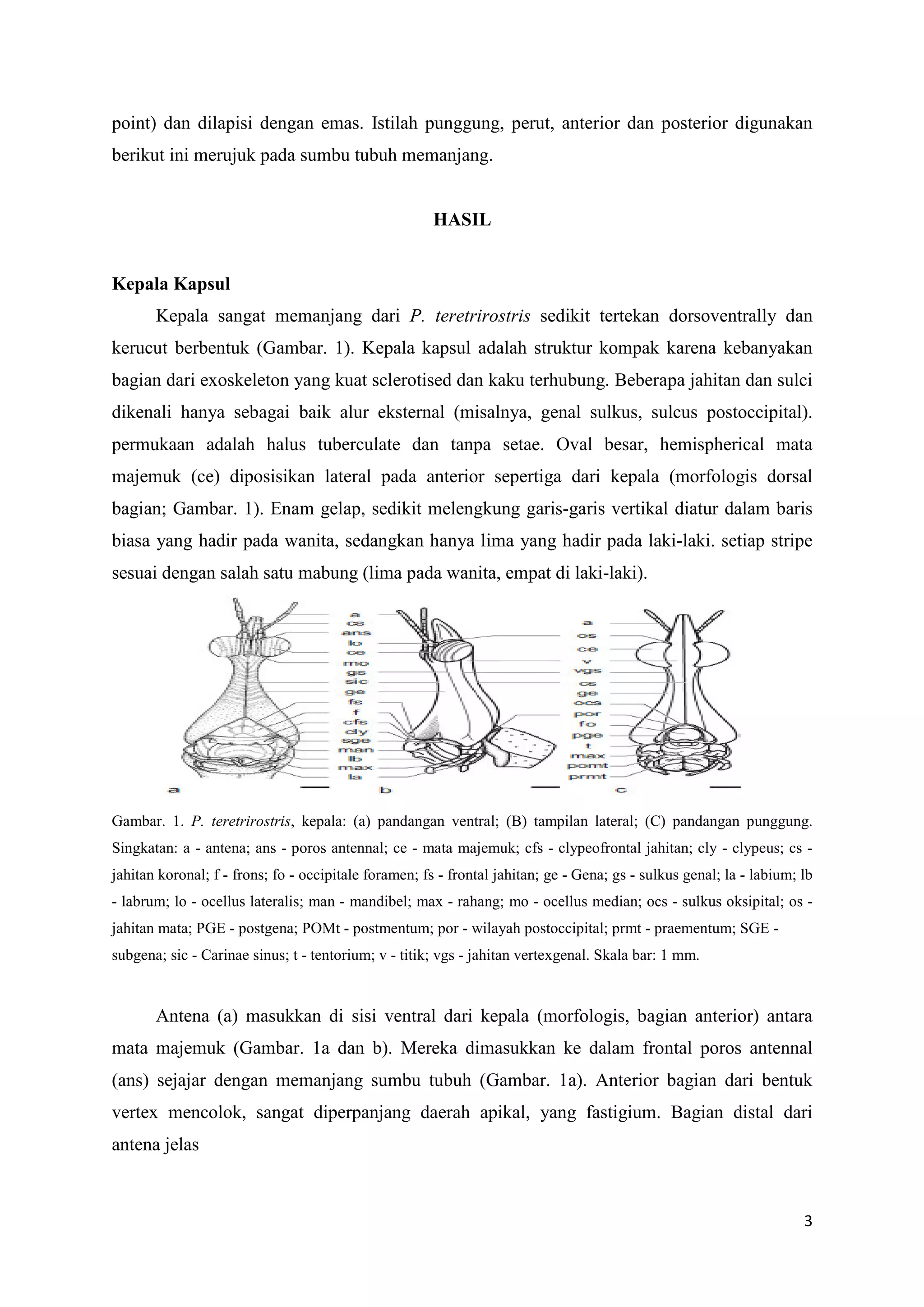 Sistem Sirkulasi Serangga | PDF