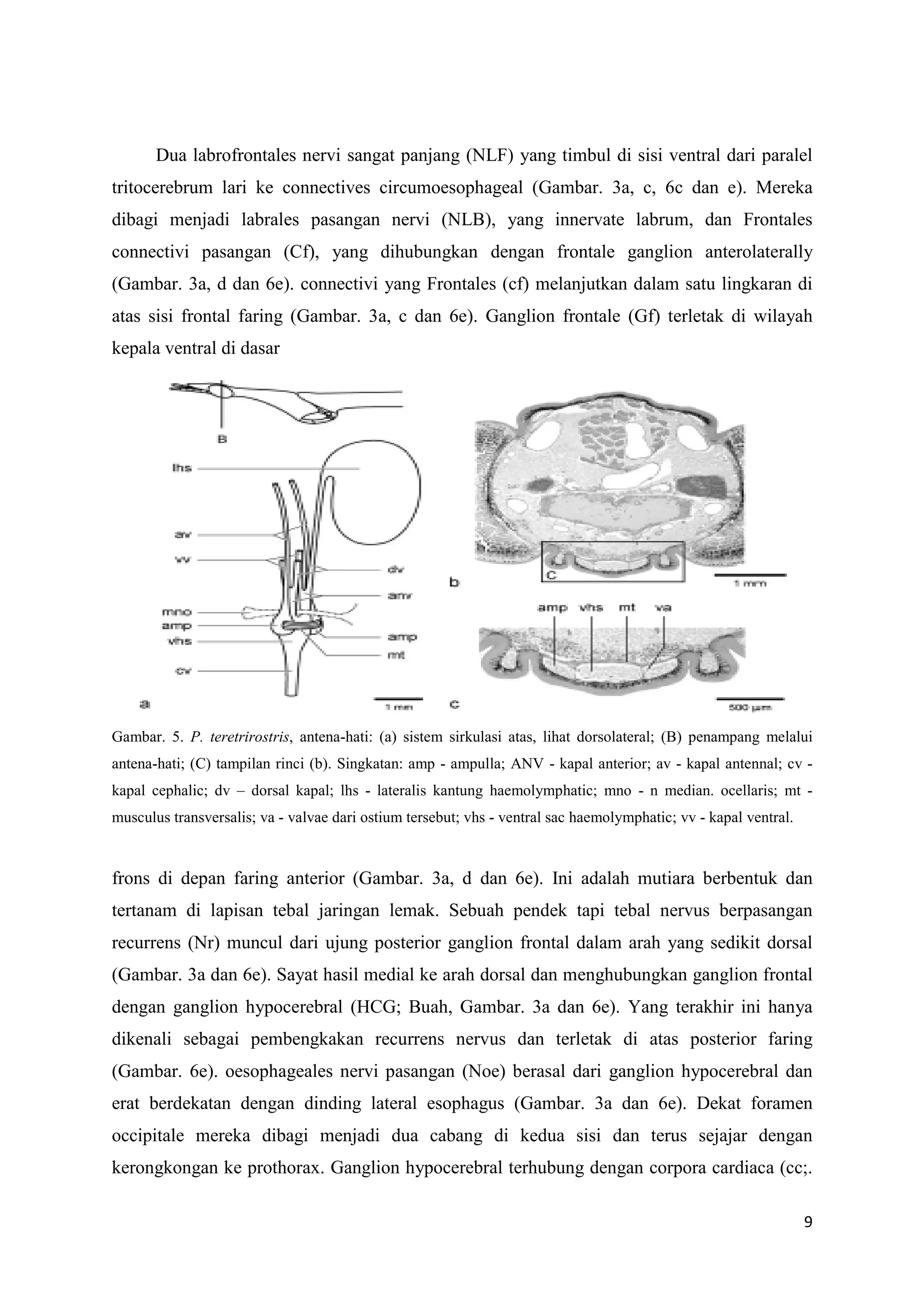Sistem Sirkulasi Serangga | PDF
