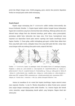 Sistem Sirkulasi Serangga | PDF