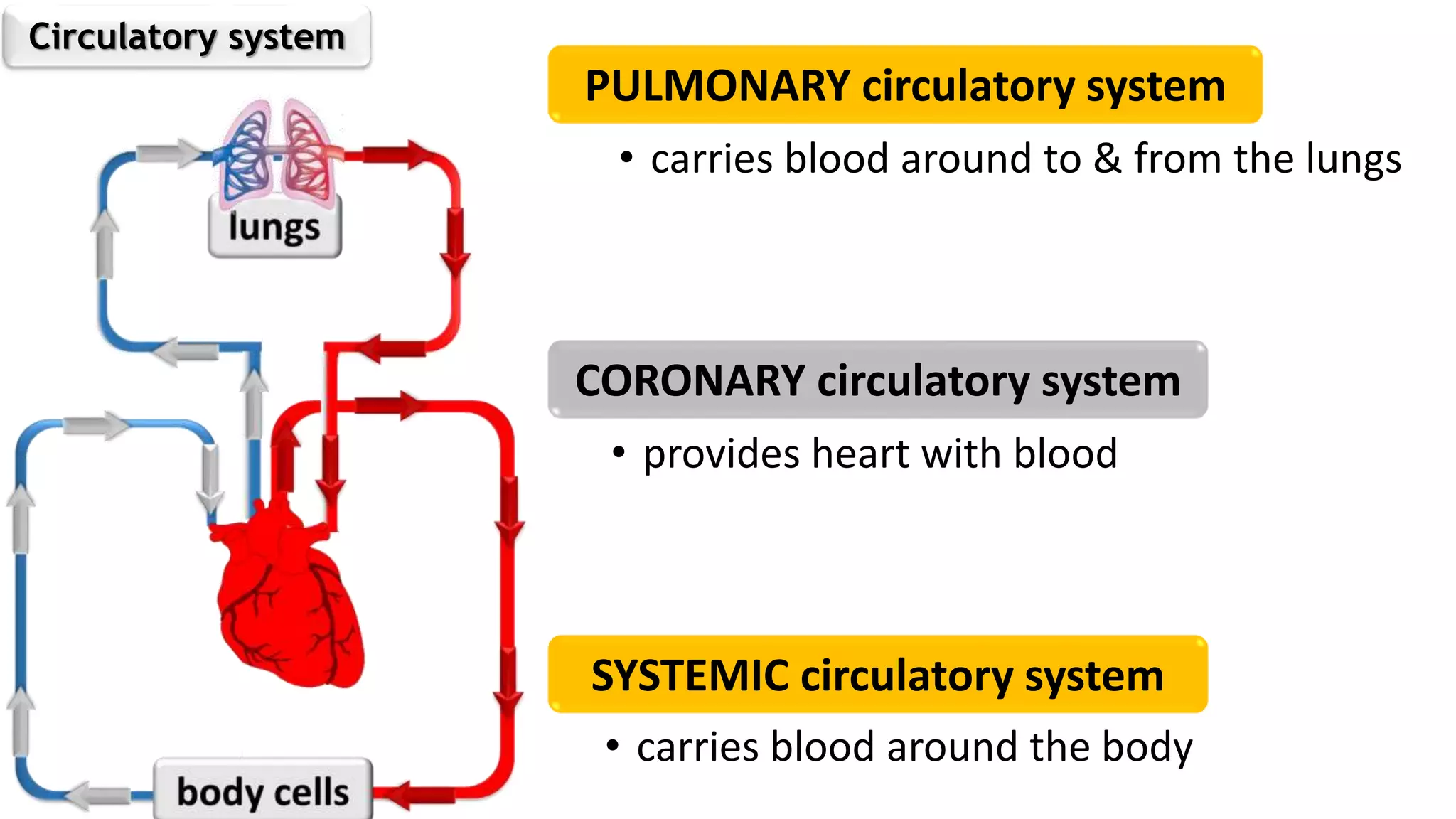 Circulatory system intro | PPTX