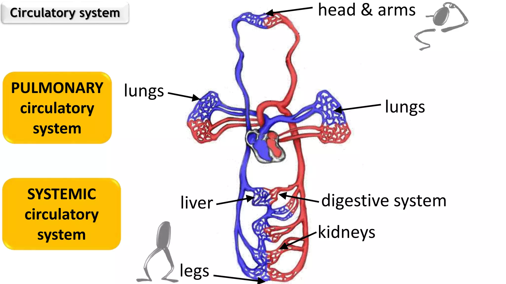 Circulatory system intro | PPTX