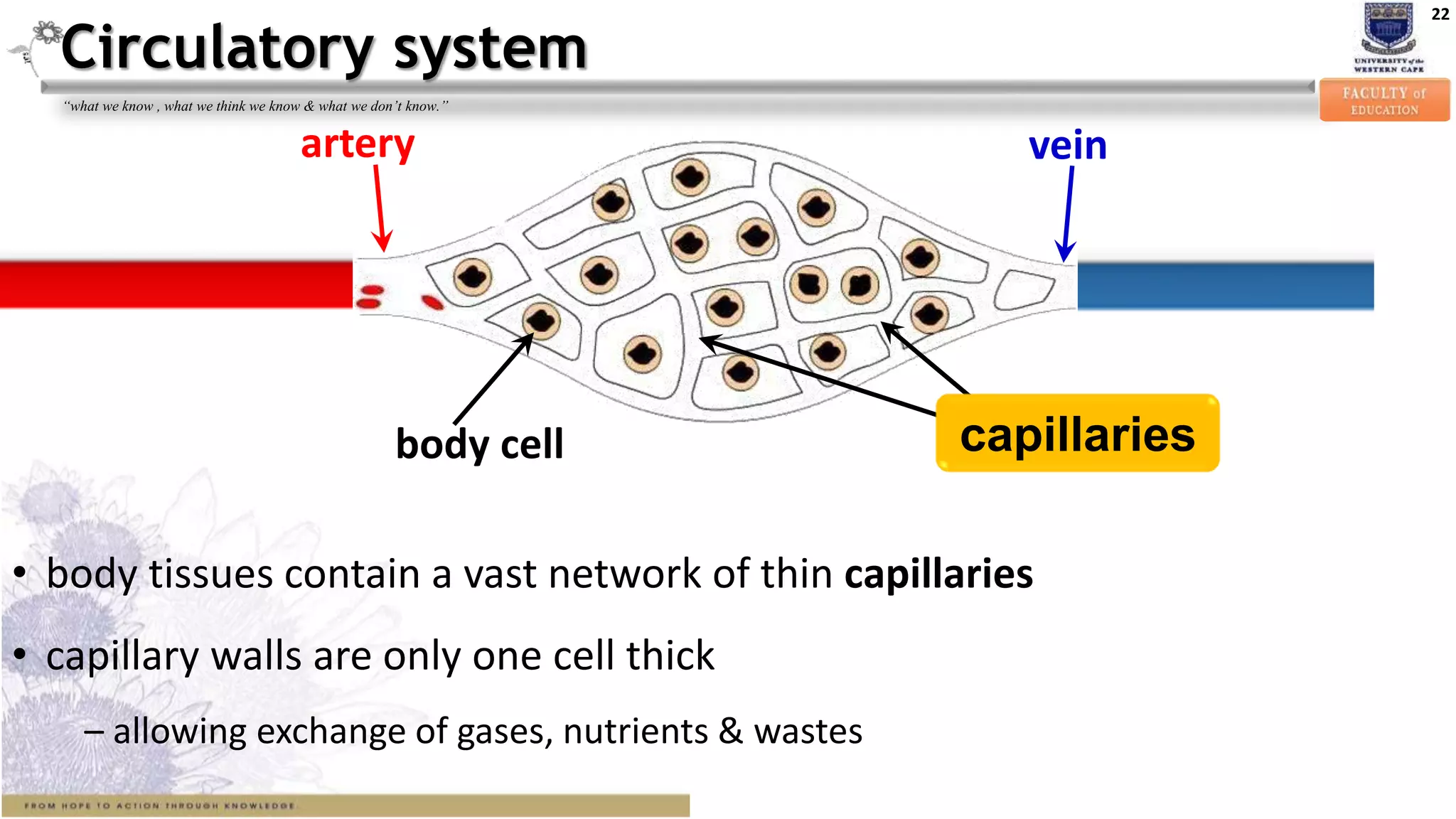 Circulatory system intro | PPTX