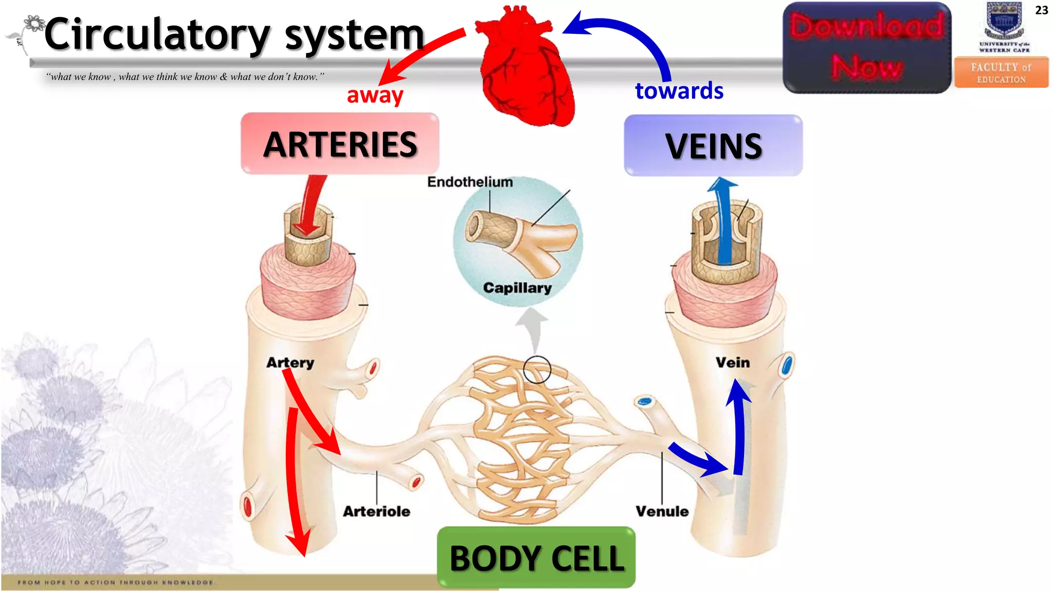 Circulatory system intro | PPTX