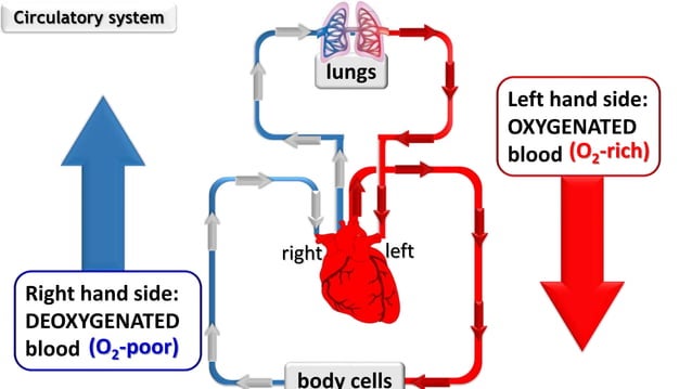 Circulatory system intro | PPTX