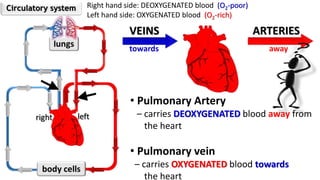 Circulatory system intro | PPTX