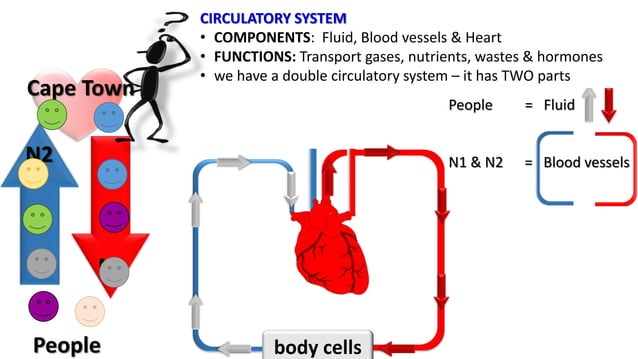 Circulatory system intro | PPTX