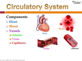 Circulatory system itutorial | PPTX
