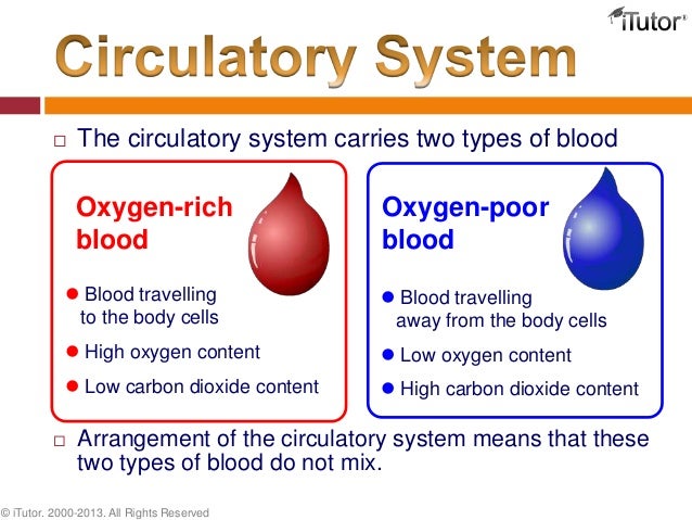 Circulatory system itutorial