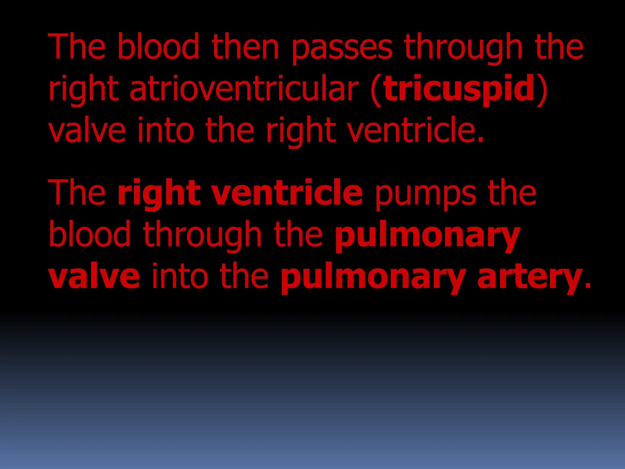 circulatory system mammals.ppt