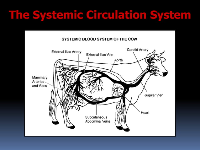 circulatory system mammals.ppt | Heart and Cardiovascular Diseases ...