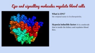 Circulatory system | PDF | Blood Disorders | Diseases and Conditions