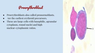 Circulatory system | PDF | Blood Disorders | Diseases and Conditions