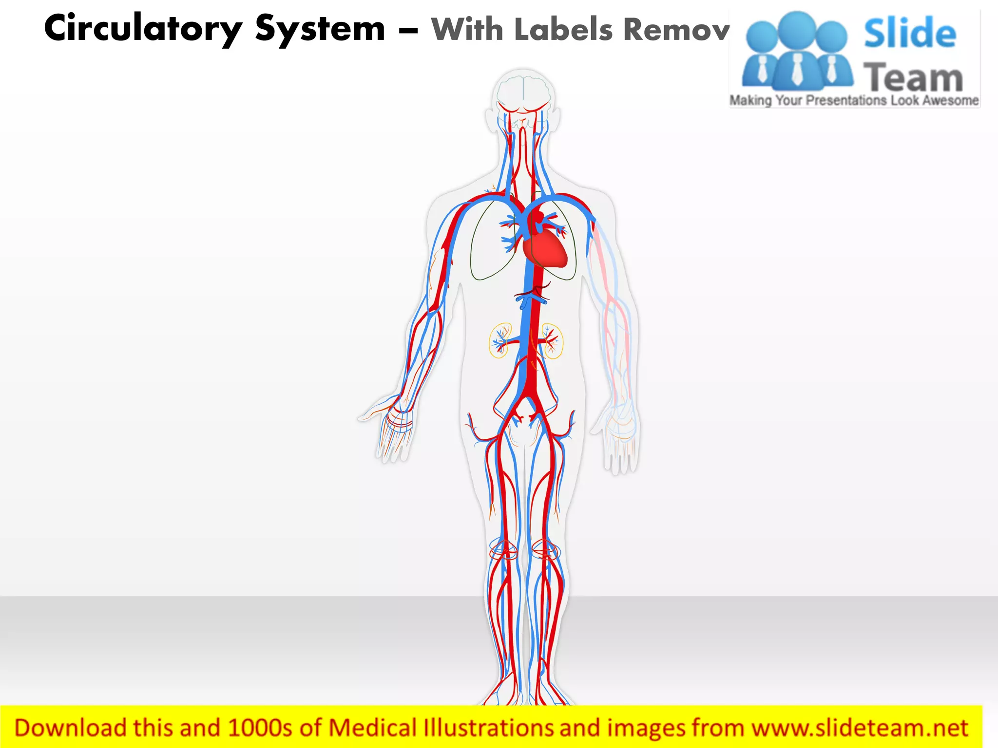 Circulatory system medical images for power point | PDF
