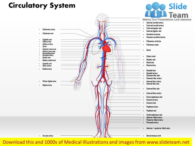 Circulatory system medical images for power point | PDF