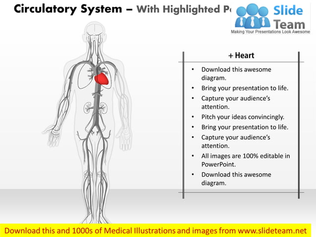 Circulatory system medical images for power point | PDF