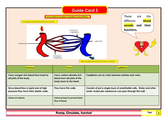 Circulatory system module | PDF