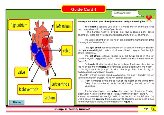 Circulatory system module | PDF