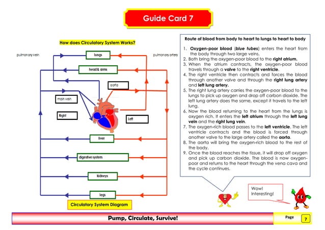 Circulatory system module | PDF