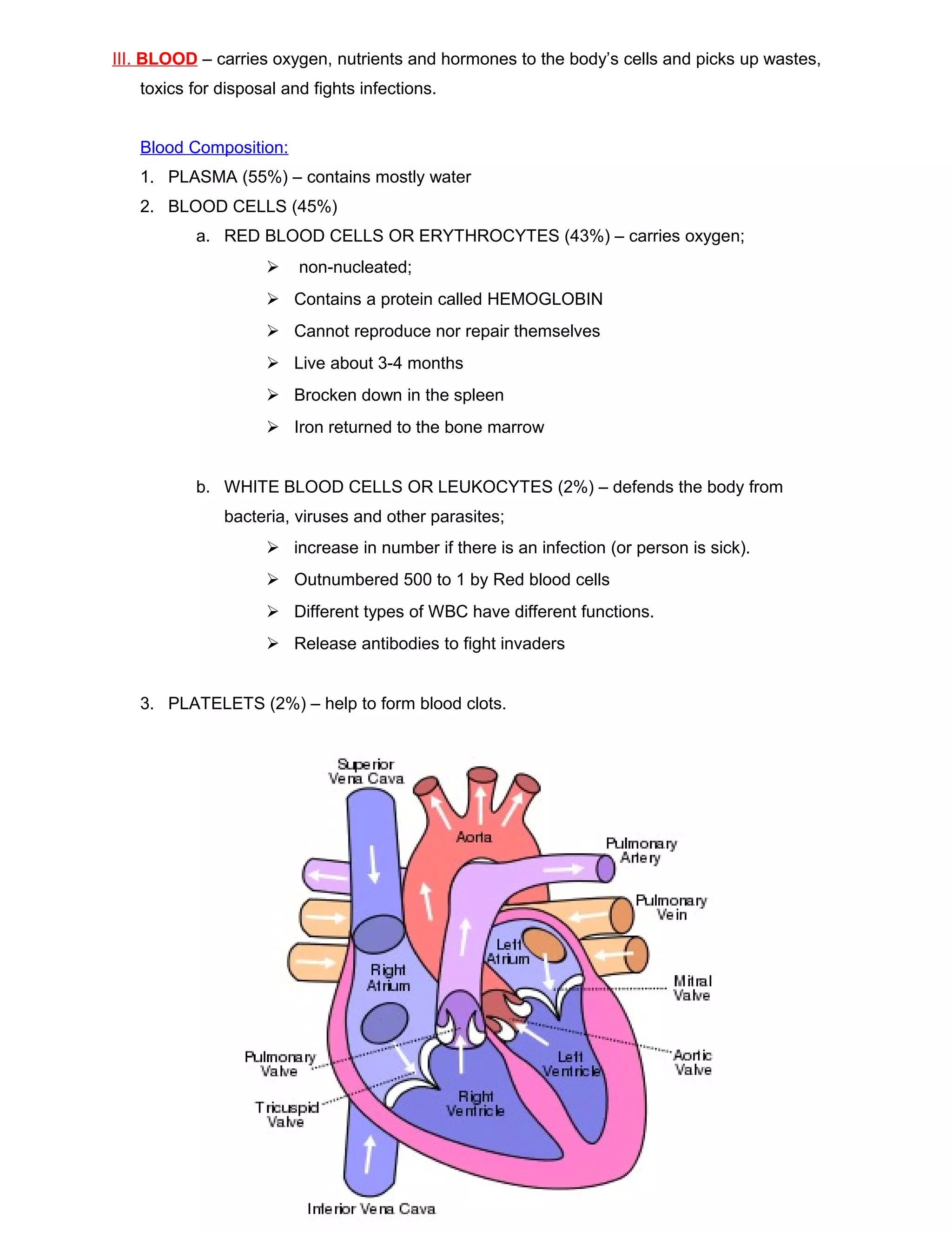 Circulatory System Notes | DOC