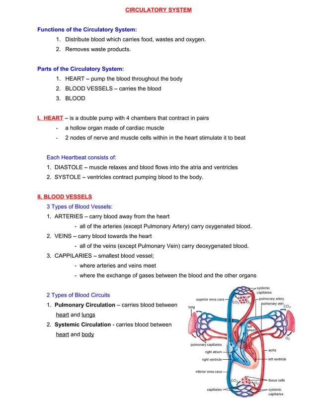 Circulatory System Notes | DOC