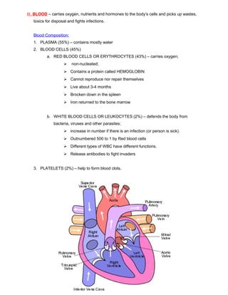 Circulatory System Notes | DOC