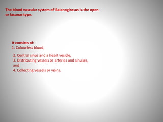 CIRCULATORY SYSTEM OF BLANO GLOSSUS.pptx