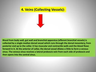 CIRCULATORY SYSTEM OF BLANO GLOSSUS.pptx