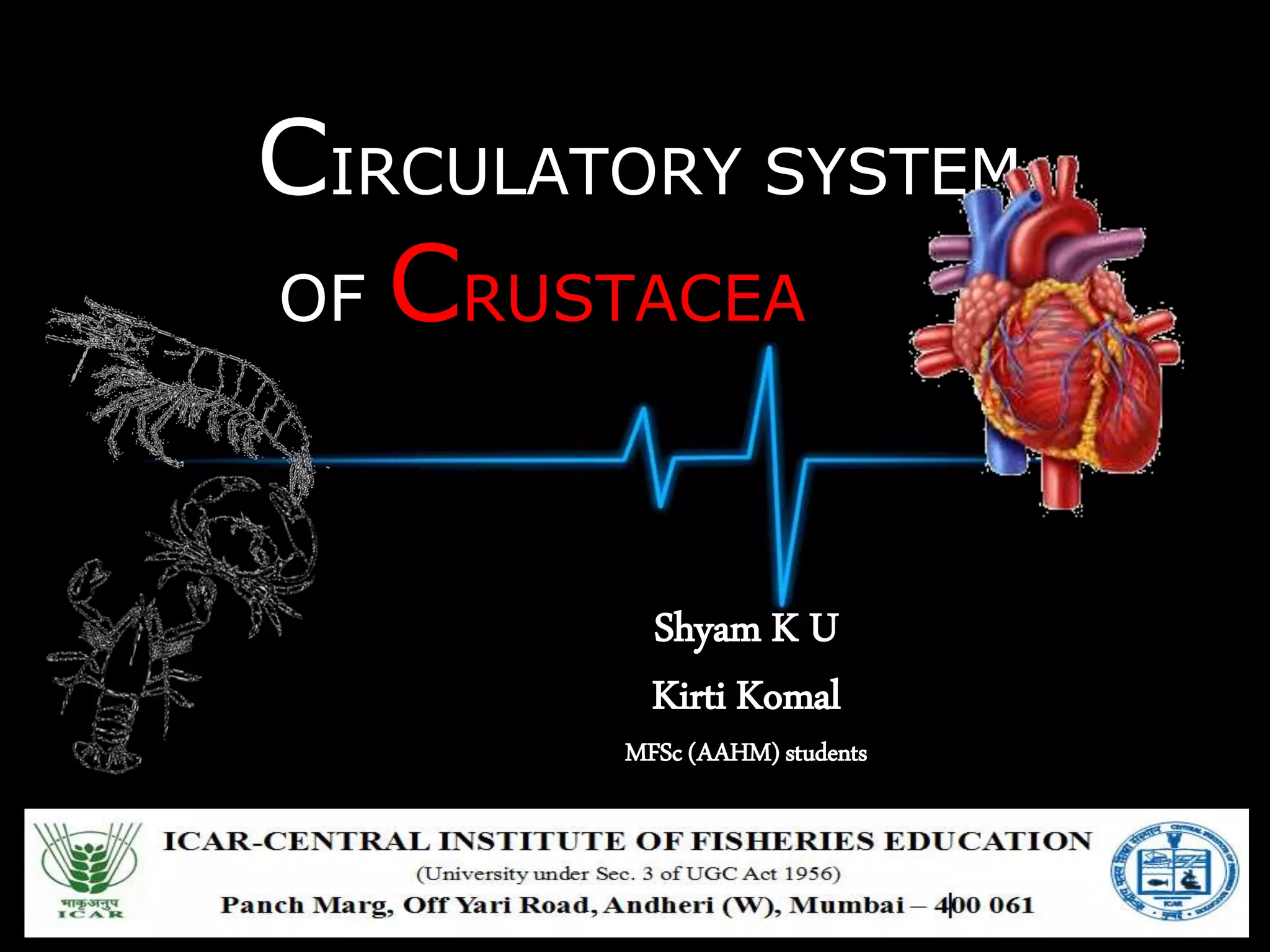 Circulatory system of Penaeid shrimp | PPTX