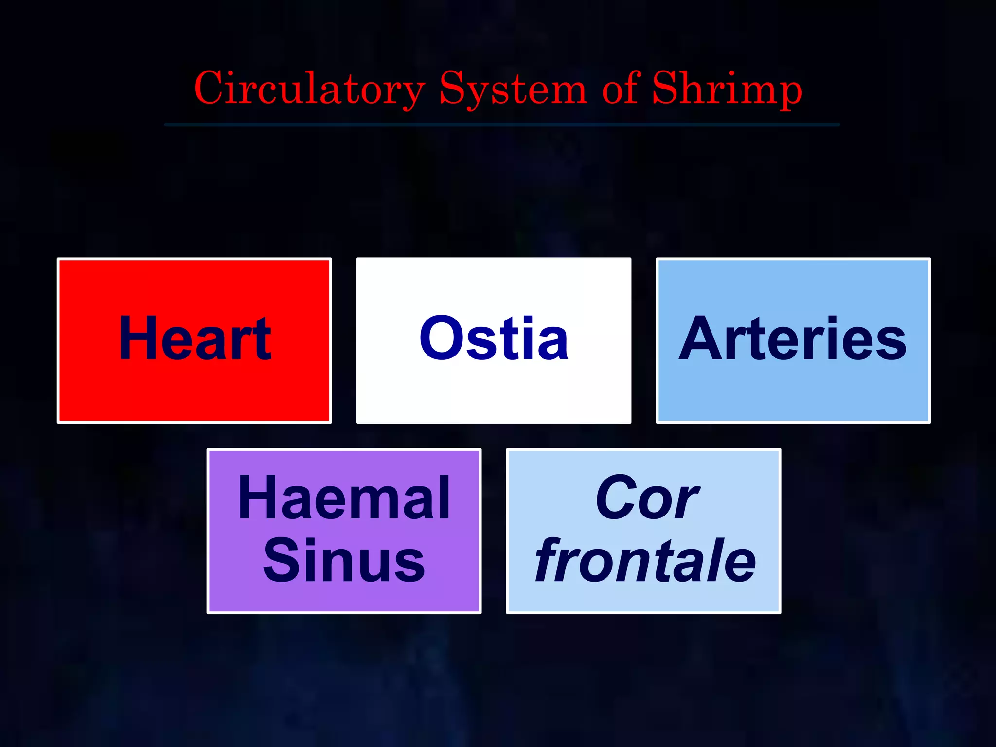Circulatory system of Penaeid shrimp | PPTX