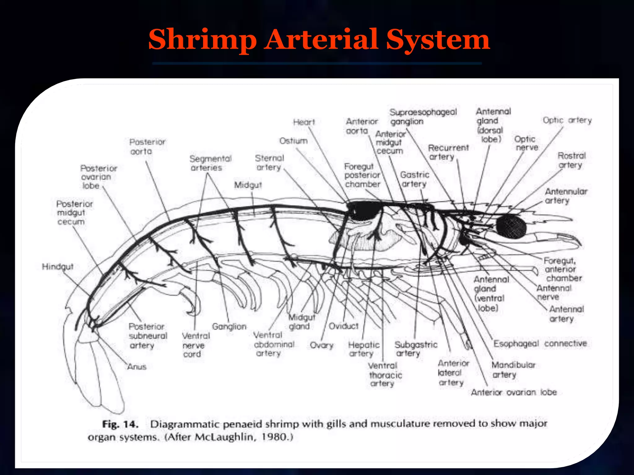 Circulatory system of Penaeid shrimp | PPTX