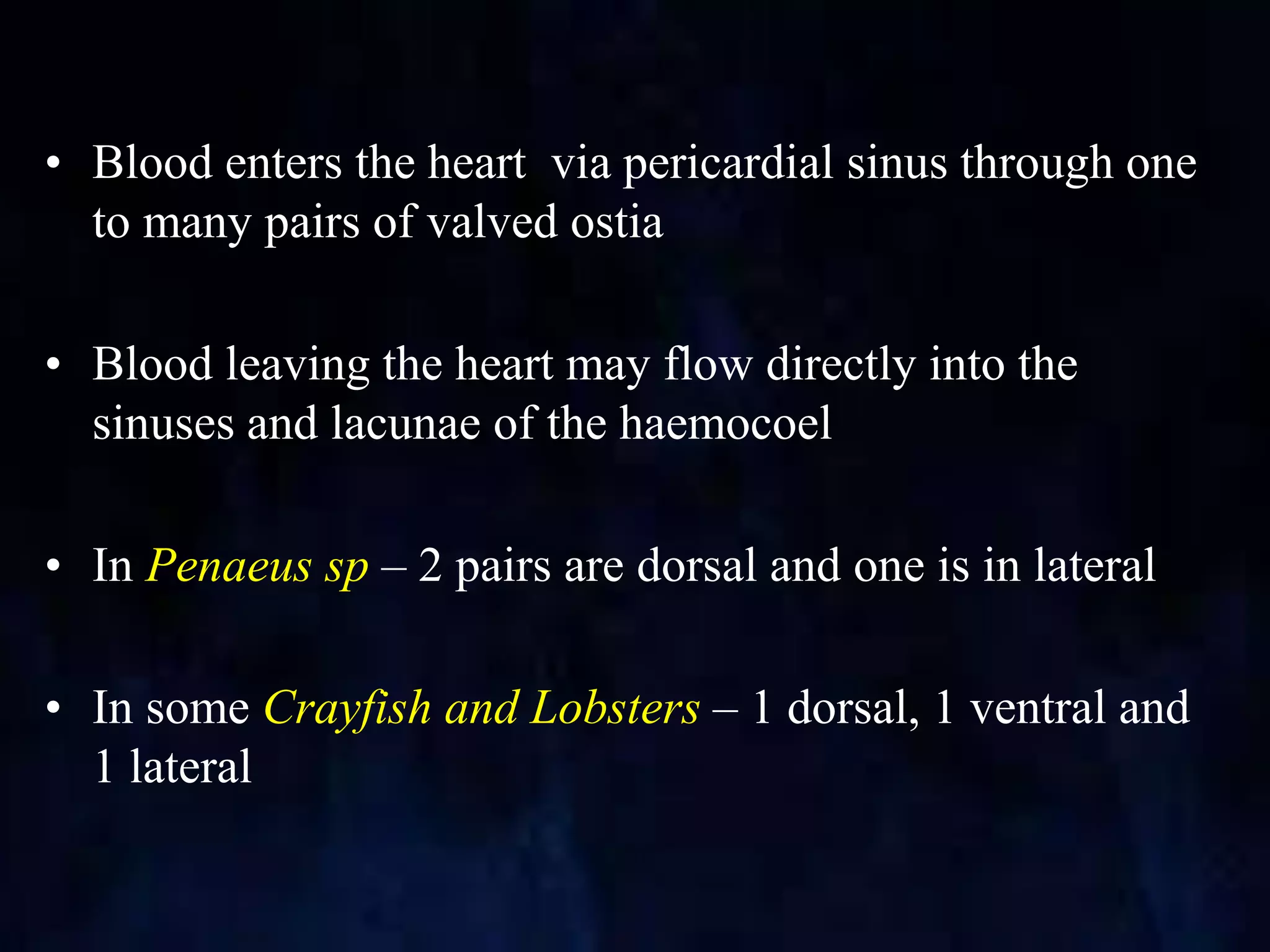 Circulatory system of Penaeid shrimp | PPTX