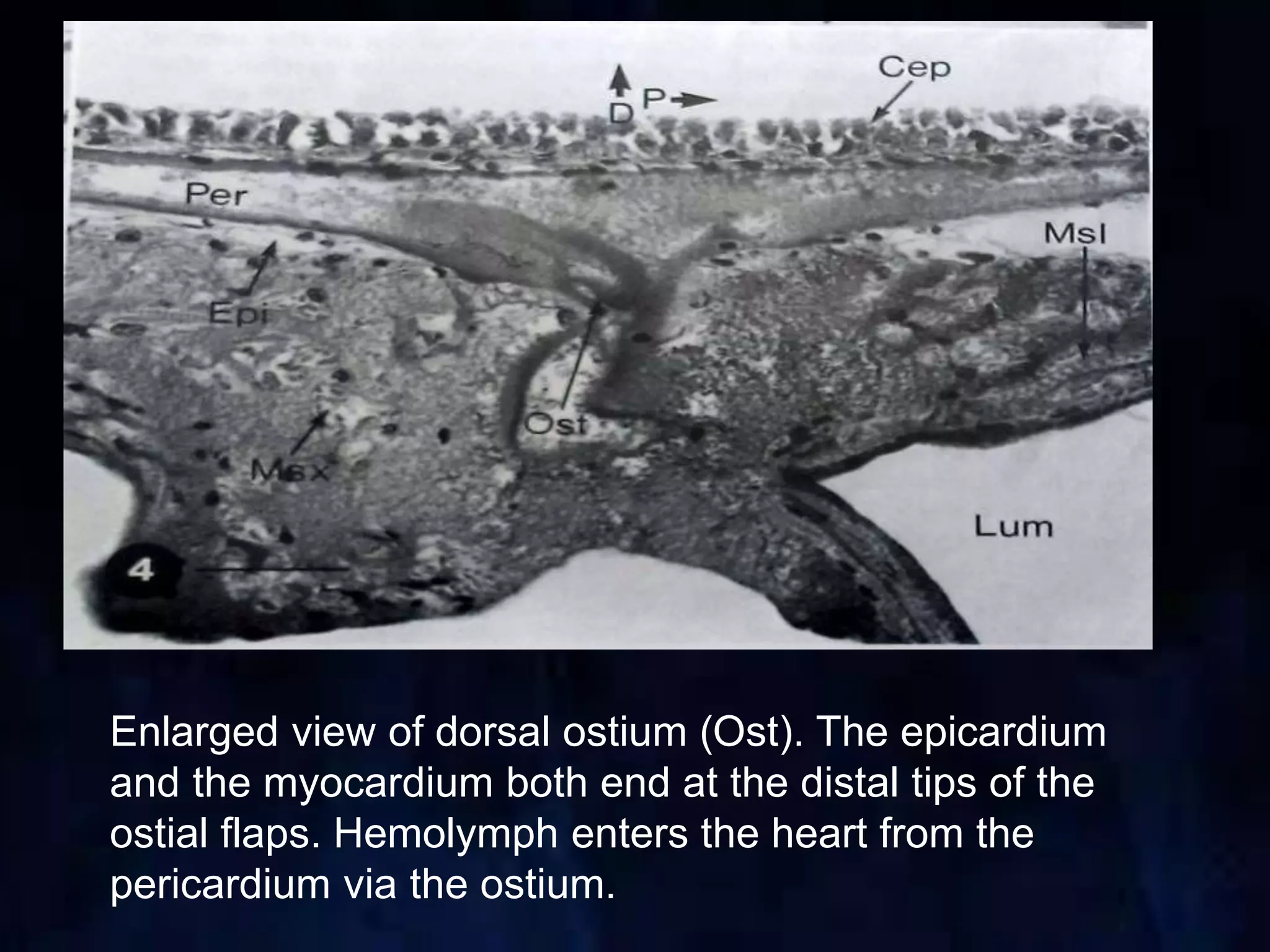 Circulatory system of Penaeid shrimp | PPTX