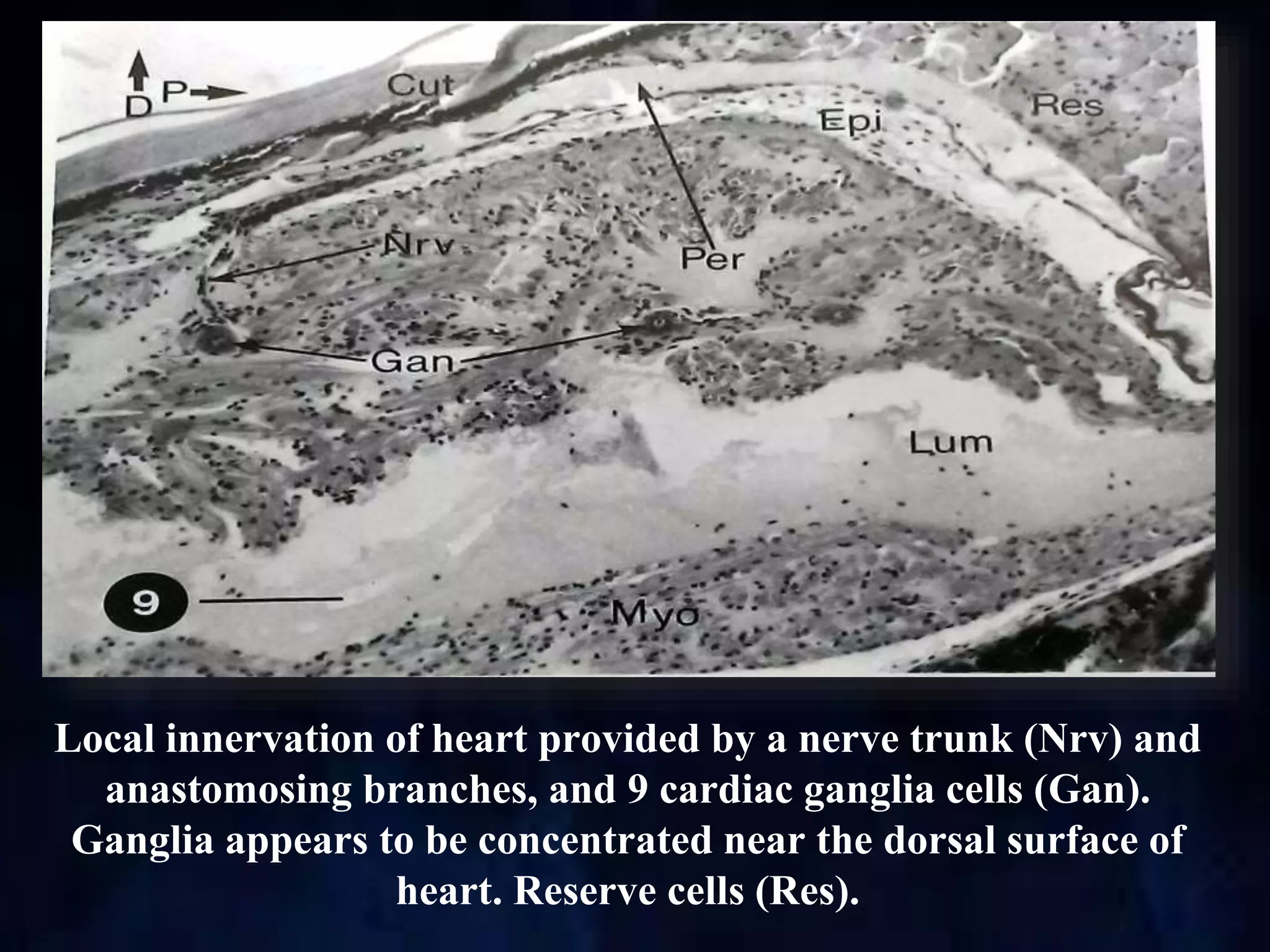 Circulatory system of Penaeid shrimp | PPTX
