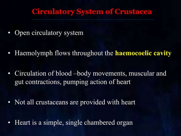 Circulatory system of Penaeid shrimp | PPTX